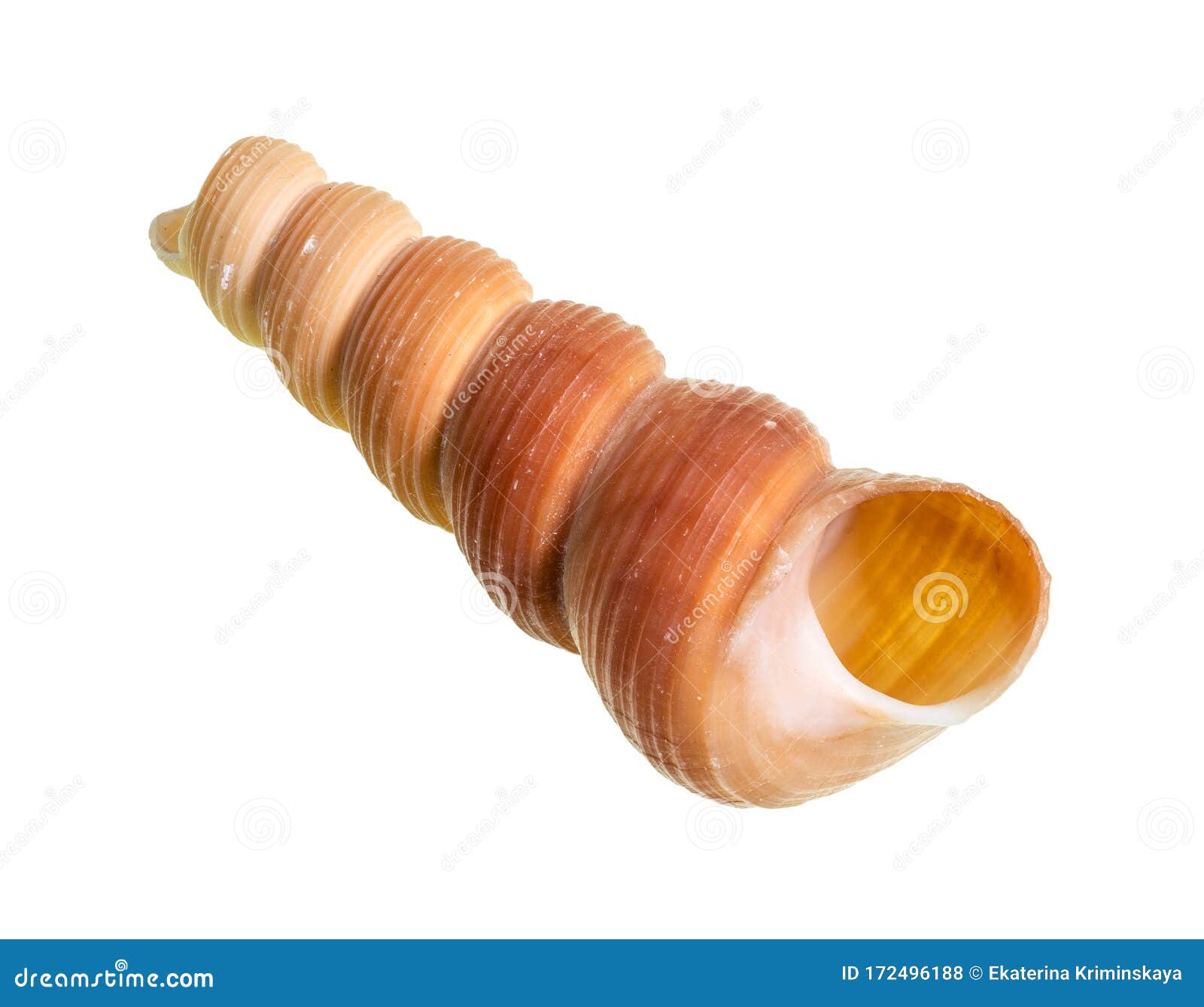 Shell Tower An This Royalty-Free Stock Image | CartoonDealer.com #218437198