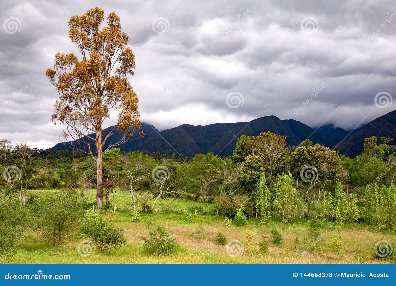 Dried Eucalyptus Tree in a Forest Stock Photo - Image of country ...