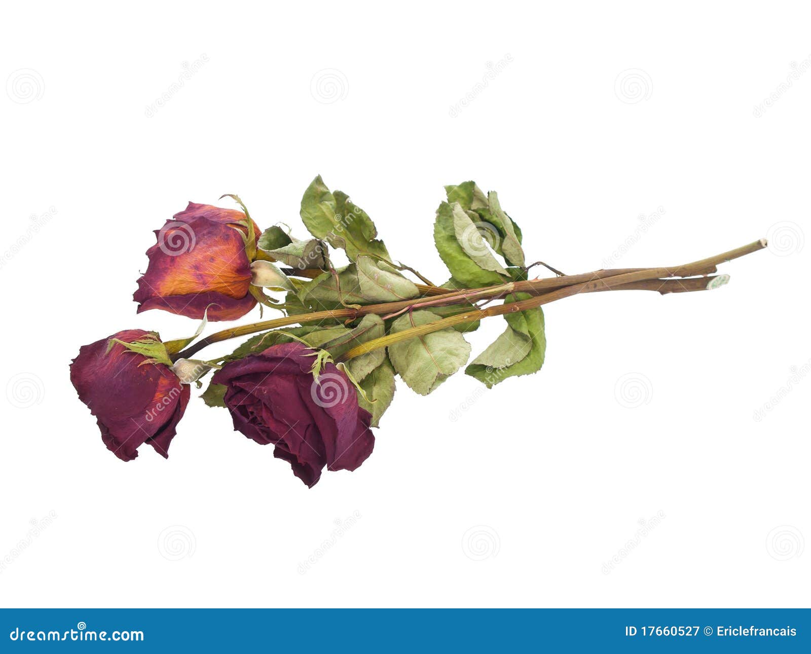 Dried faded roses stock image. Image of group, stem, arrangement - 17660527