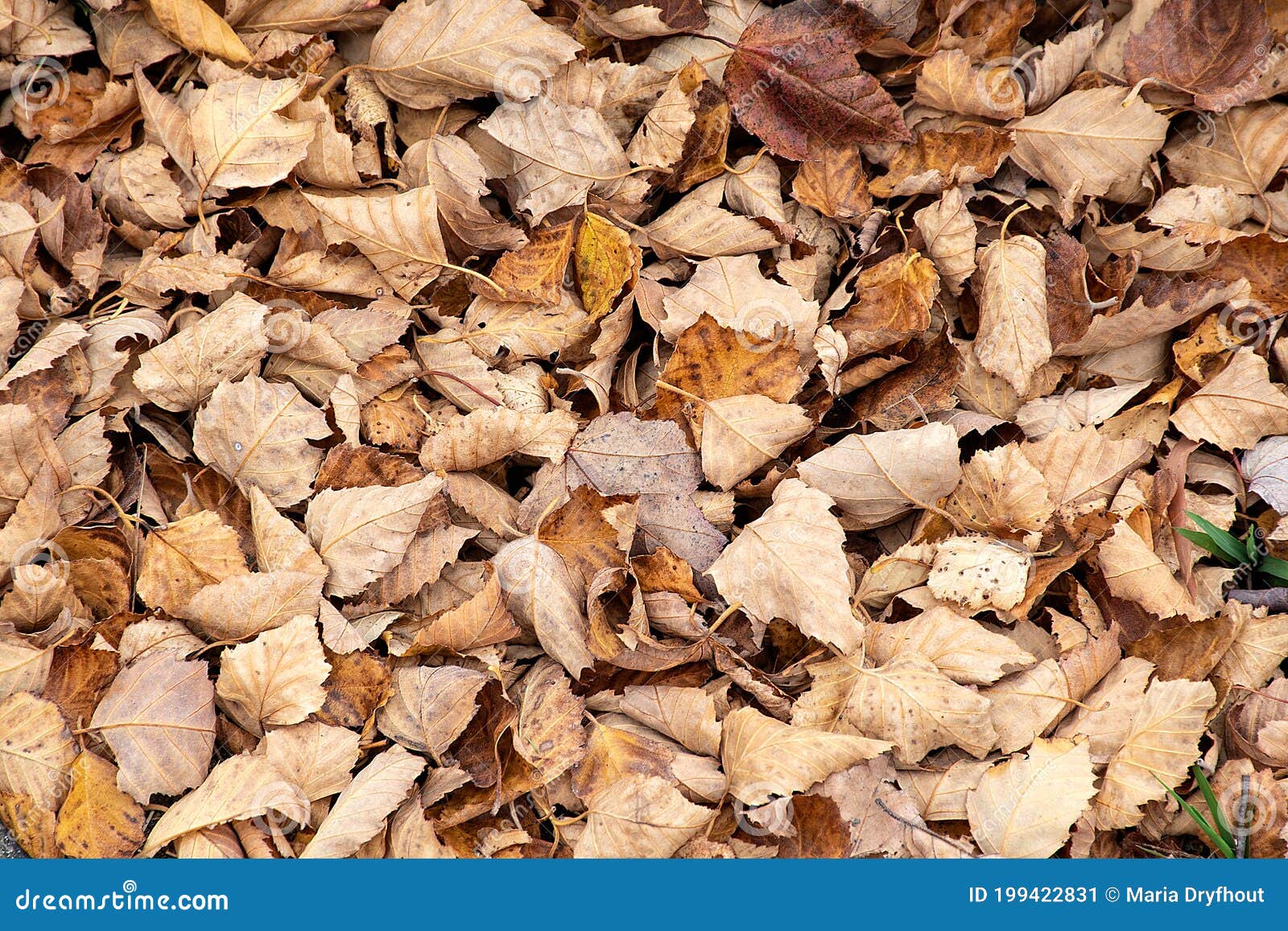 Dried fall leaf collection stock image. Image of dried - 199422831