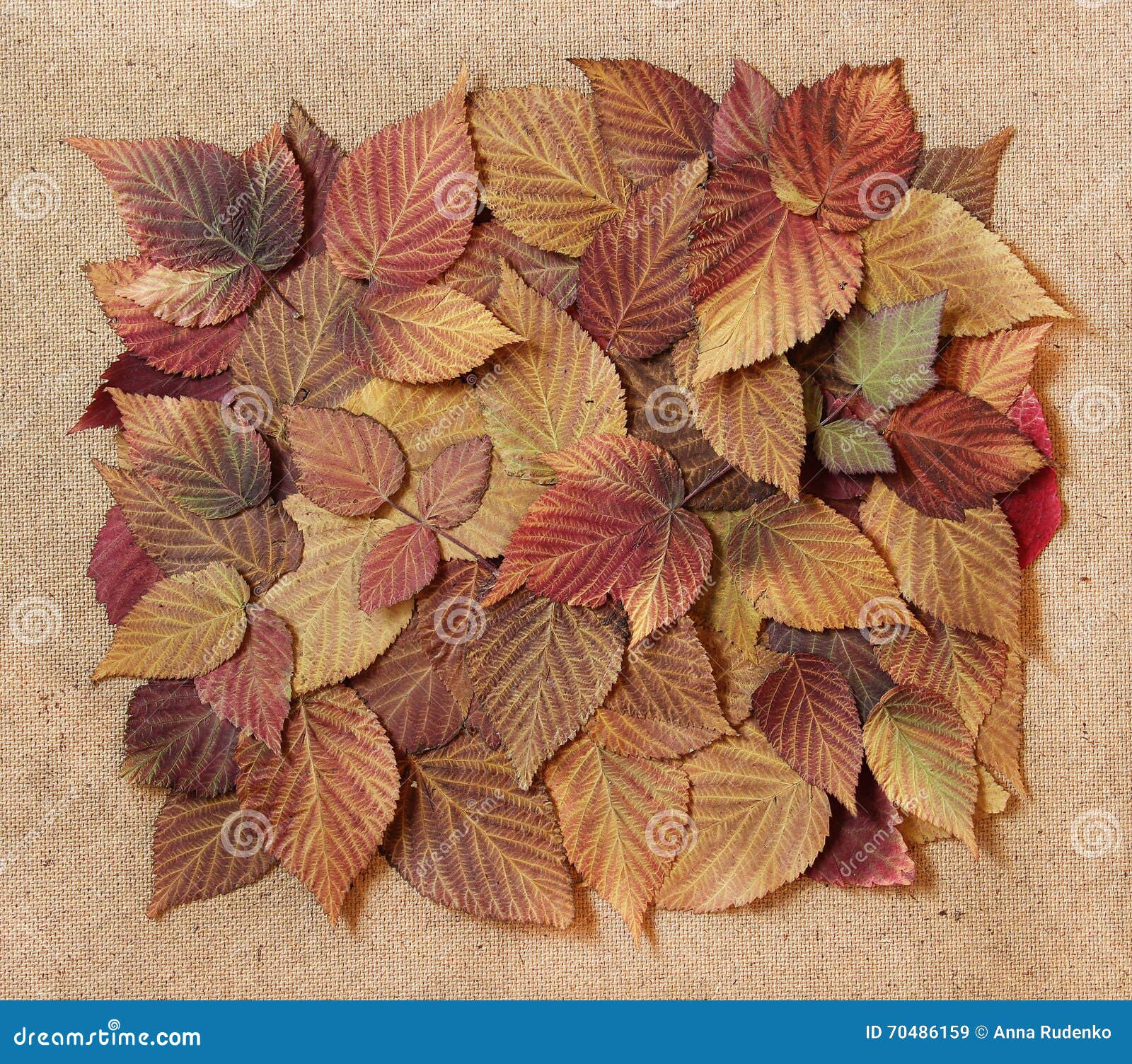 Dried Fall Leaves of Plants, Elements Raspberry Leaves Laid Out Stock ...