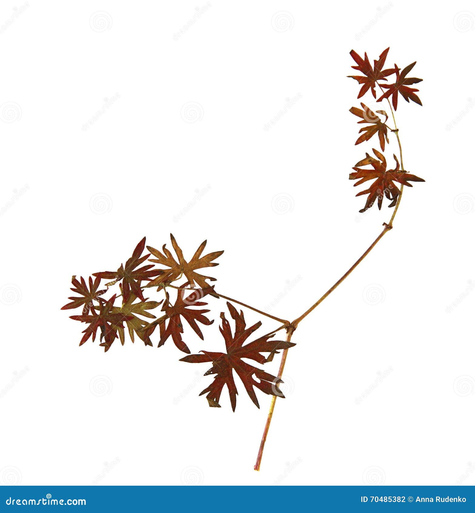 Dried Fall Leaves of Red Weed Plants Isolated Elements on White Stock ...