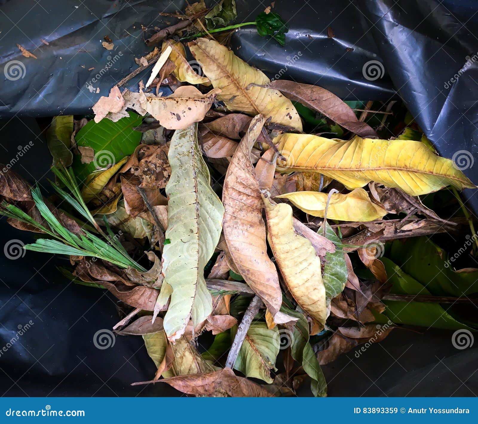 Fallen Leave Bag Stock Photos - Free & Royalty-Free Stock Photos from ...