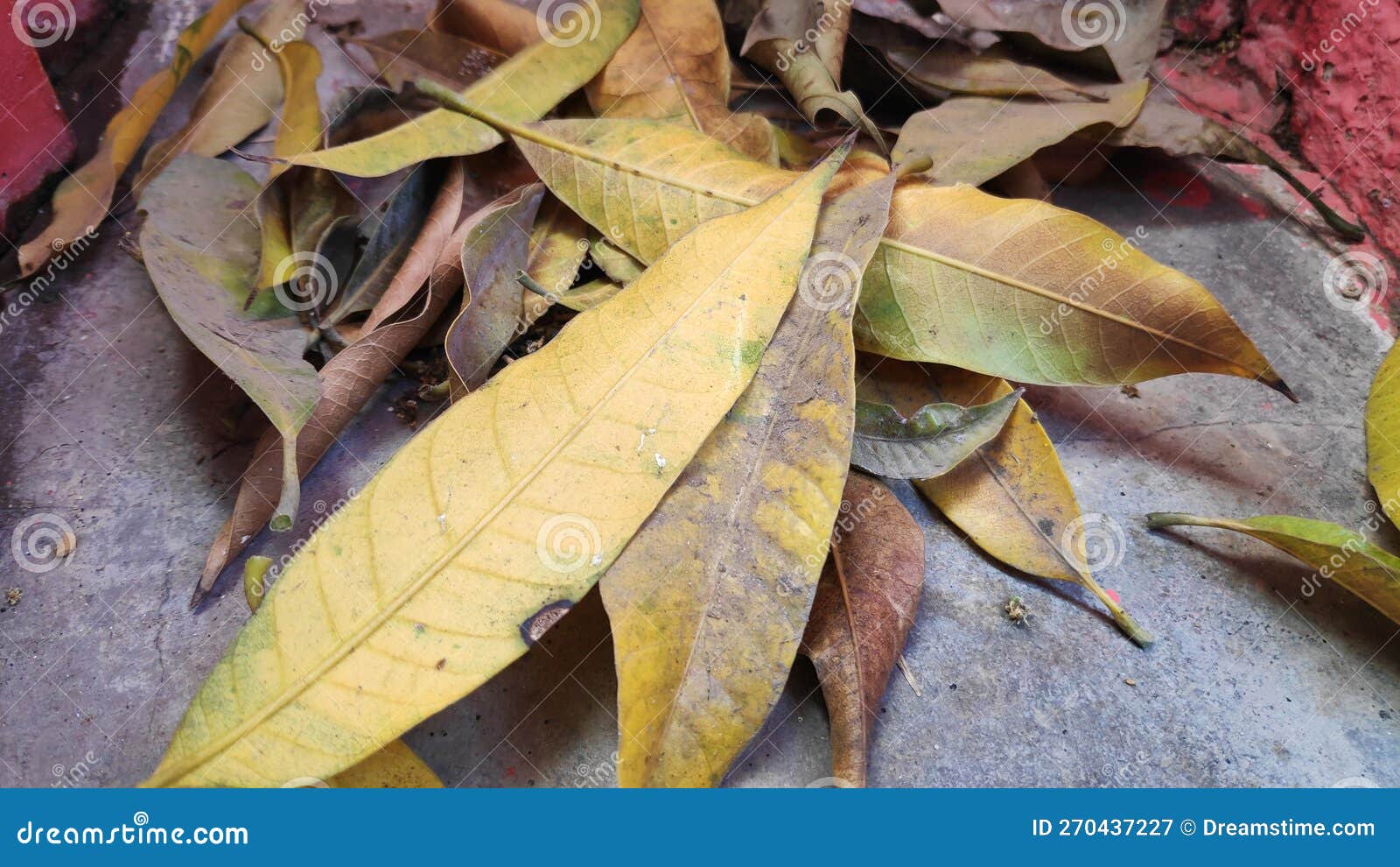 Dried fallen mango leaves stock image. Image of yellow - 270437227