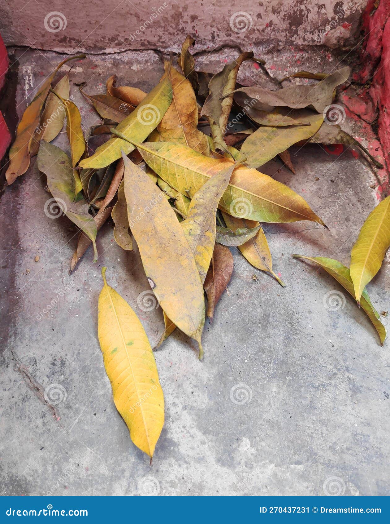 Dried fallen mango leaves stock image. Image of tree - 270437231