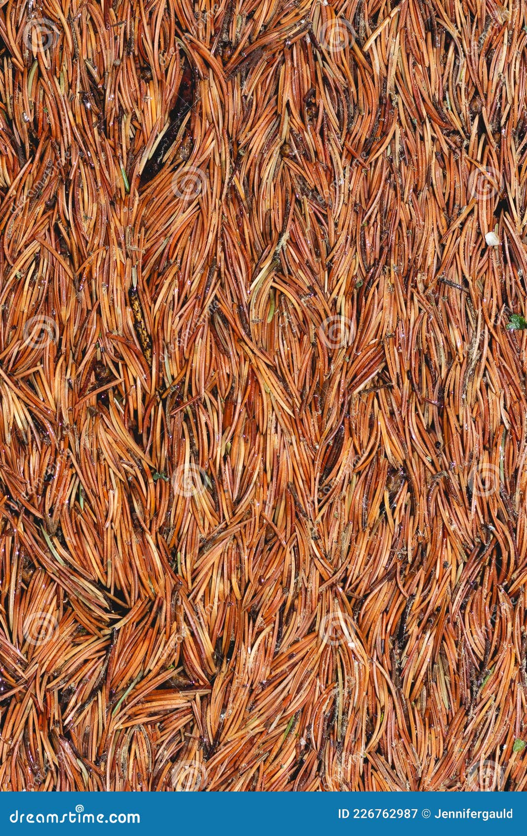 Dried and Fallen Pine Needle Texture Stock Image - Image of textured ...