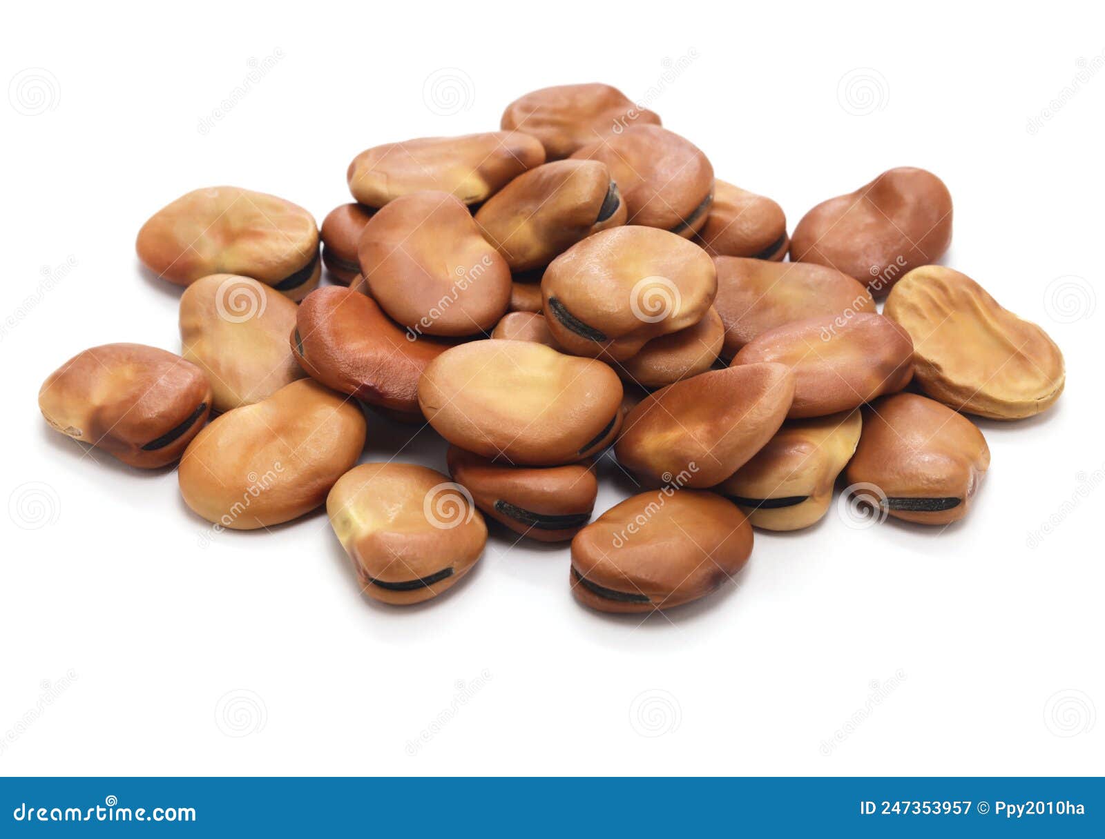 Dried fava beans stock image. Image of ingredient, medames - 247353957