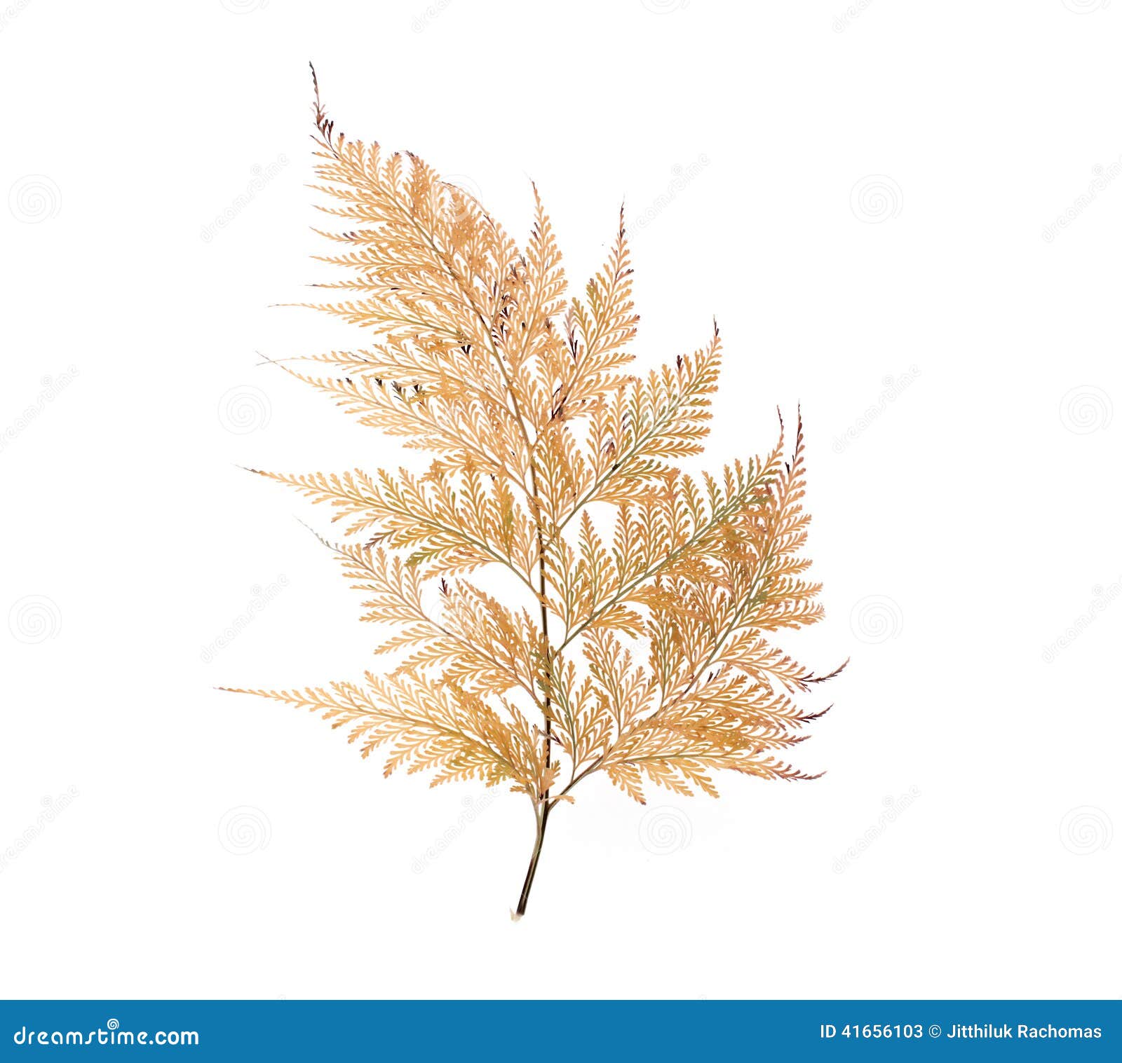 Dried Fern Leaves And Green Moss On An Old Stump. Royalty-Free Stock ...