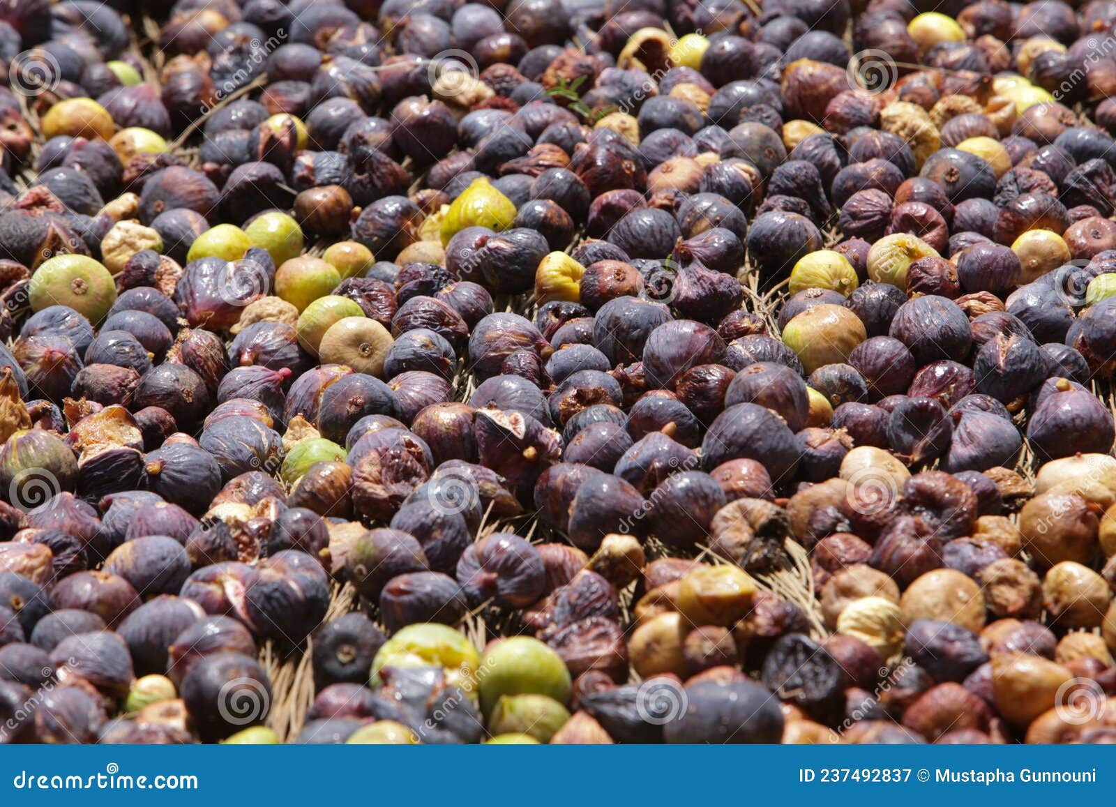 Dried Figs. Dried Soft Figs from Morocco, Taberrant. Stock Image ...