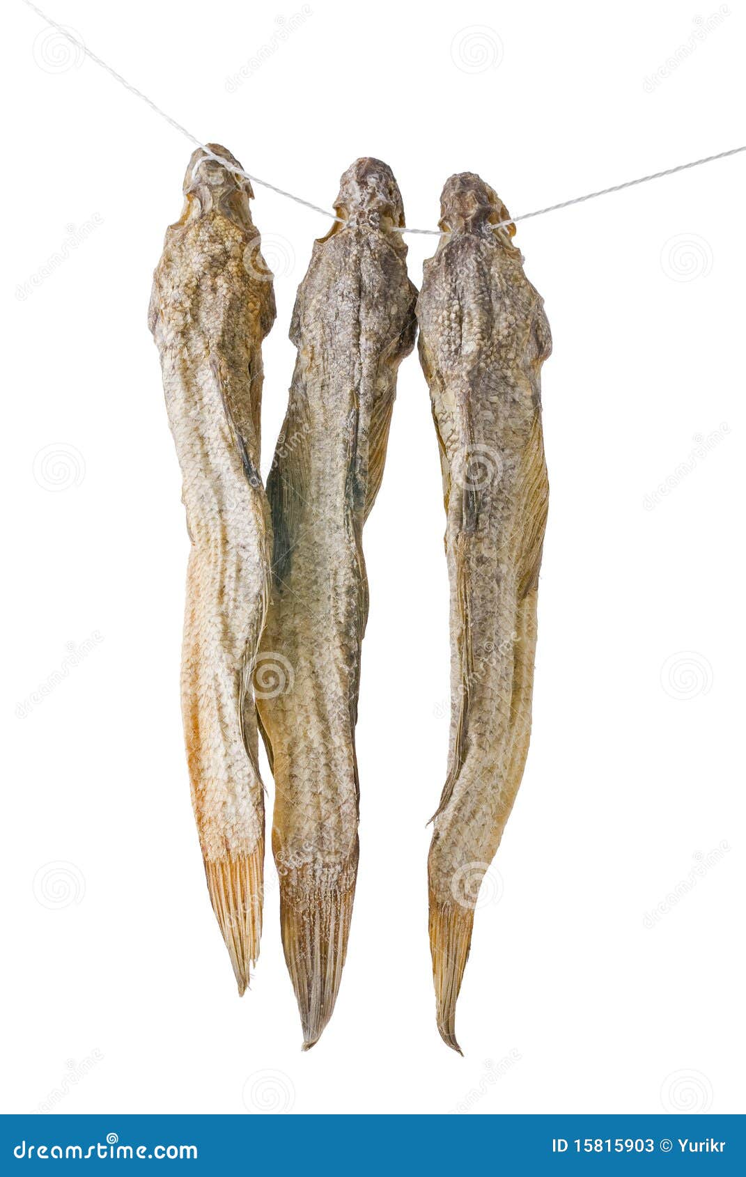 Dried fish stock image. Image of bullhead, dried, fish - 15815903