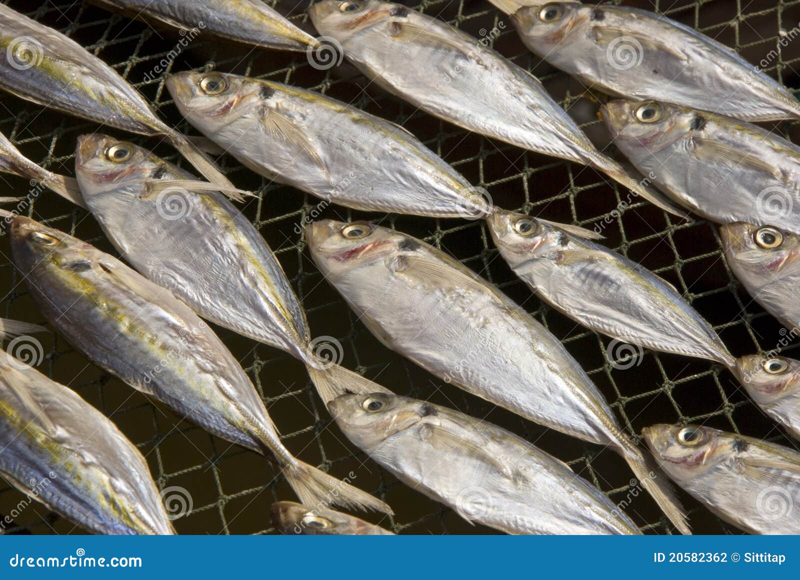 Dried fish stock photo. Image of underground, orange - 20582362