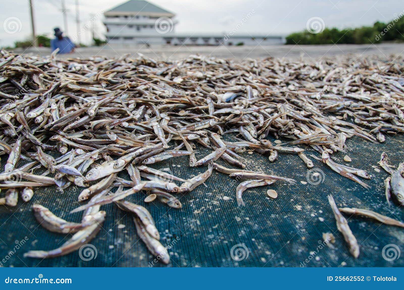 Dried fish stock photo. Image of coastal, grey, fish - 25662552