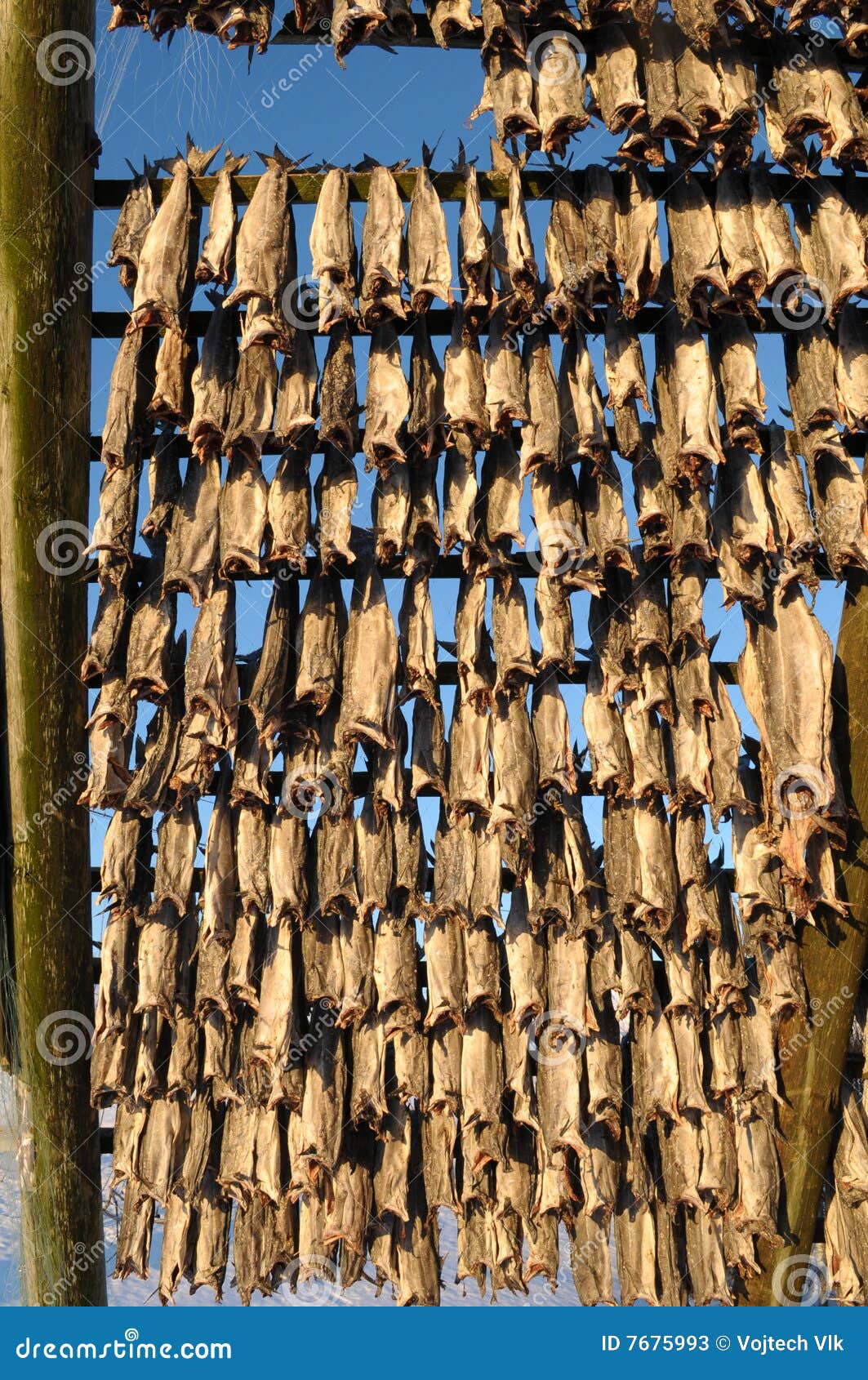 Dried fish stock image. Image of norge, norway, fishing - 7675993