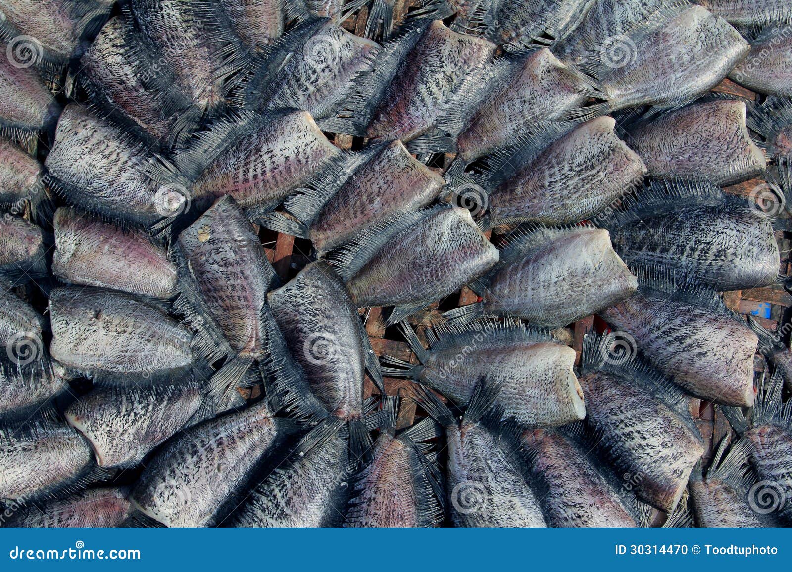 Dried fish stock photo. Image of fishes, nature, animal - 30314470
