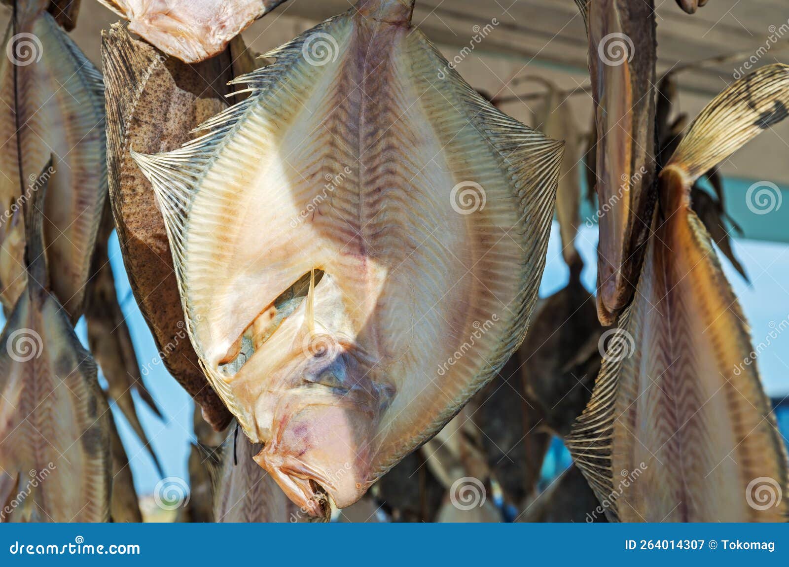 Dried Fish Black Sea Turbot or Kalkan Stock Image - Image of flesh ...