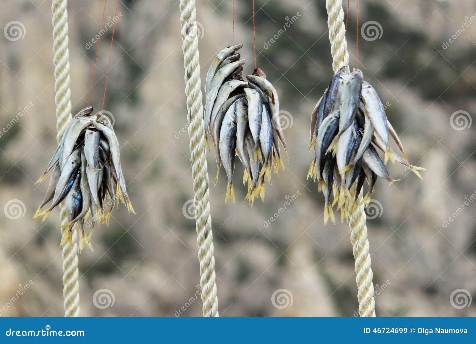 Dried fish stock image. Image of fish, drying, ship, crimea - 46724699