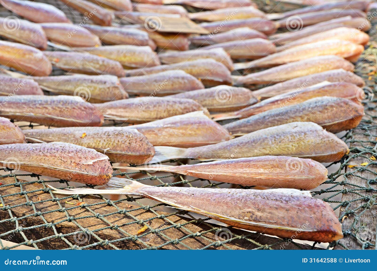 Dried fish on the cast net stock photo. Image of fish - 31642588