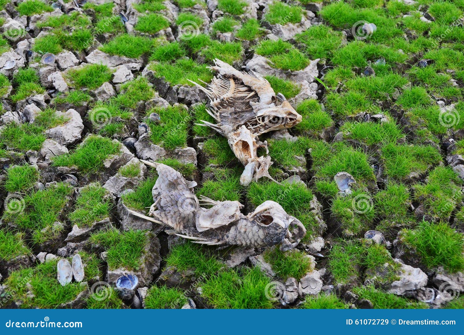 Fish Drought Land Ground Texture Background Stock Photos - Free ...