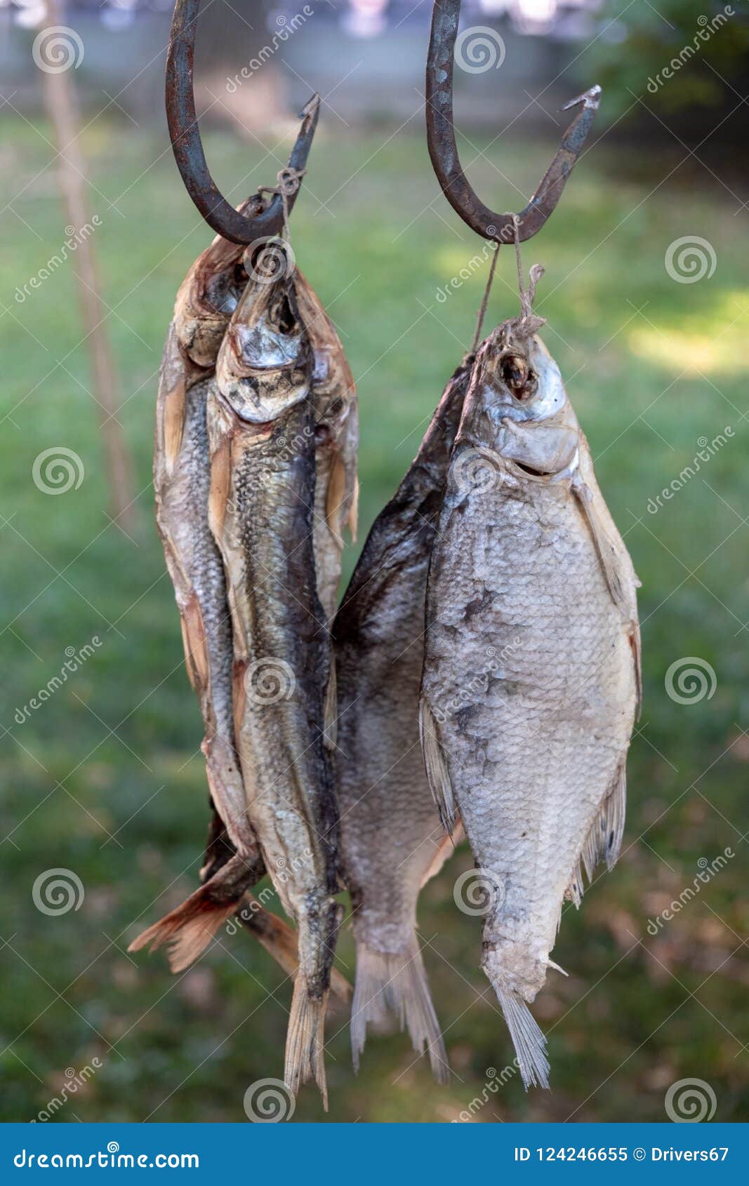 Dried Fish Hanging on Hooks Stock Image - Image of natural, rope: 124246655
