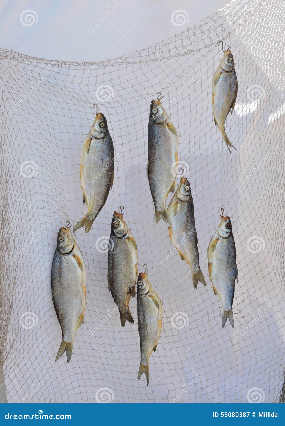 Dried fish stock image. Image of food, fauna, dried, body - 55080387