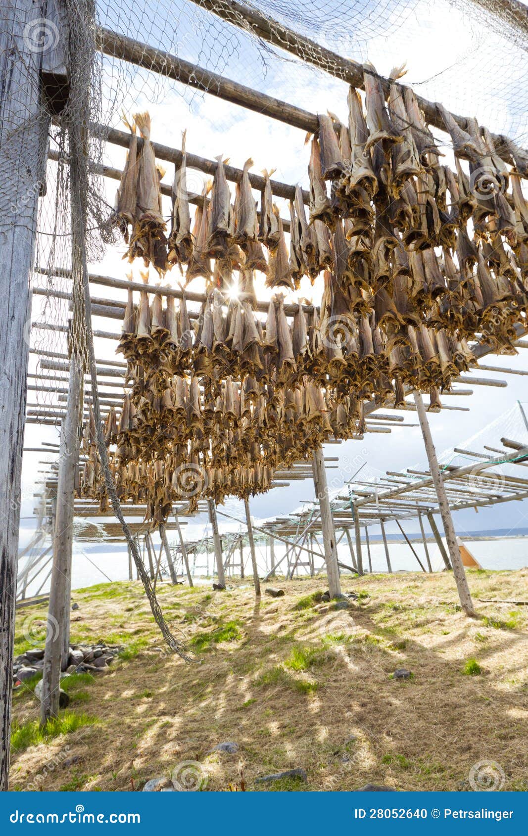 Dried Fish Hanging on a Rorbu Stock Photo - Image of herring, isolated ...