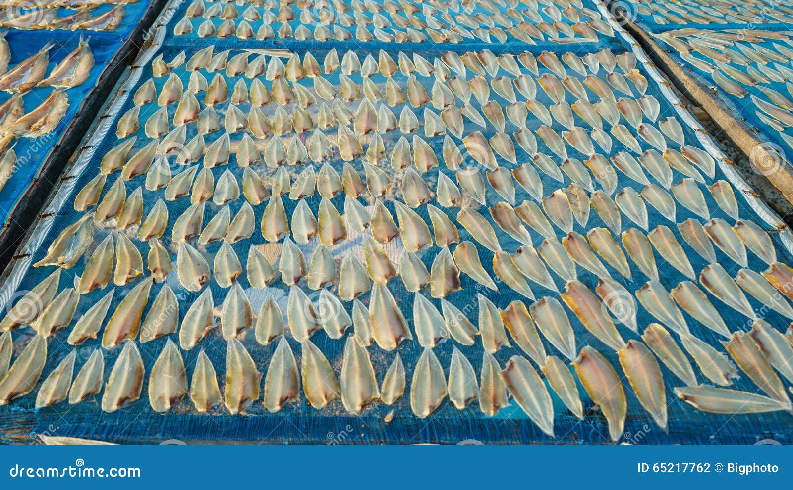 Dried fish on the net stock photo. Image of saltwater - 65217762