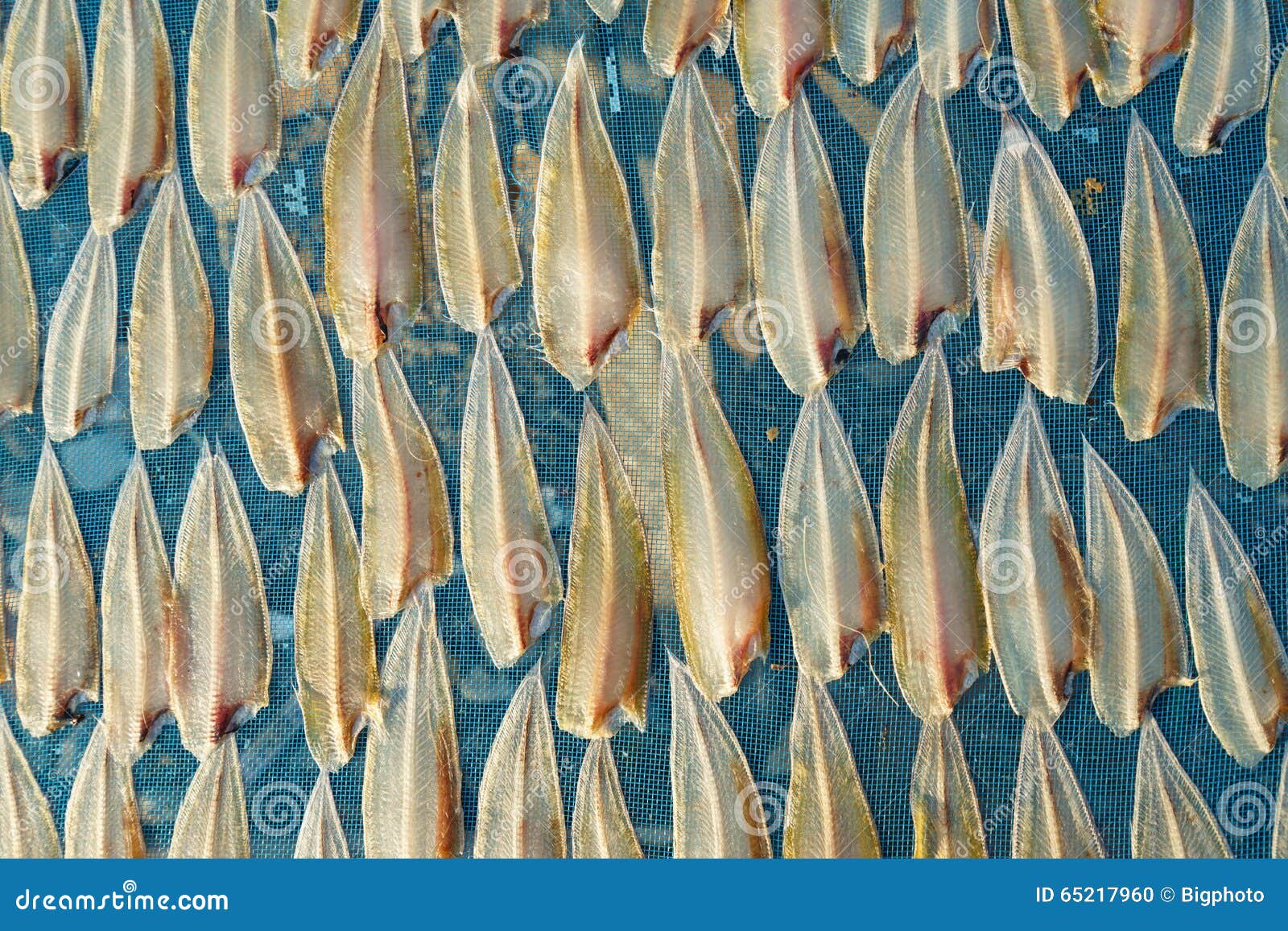 Dried fish on the net stock photo. Image of saltwater - 65217960