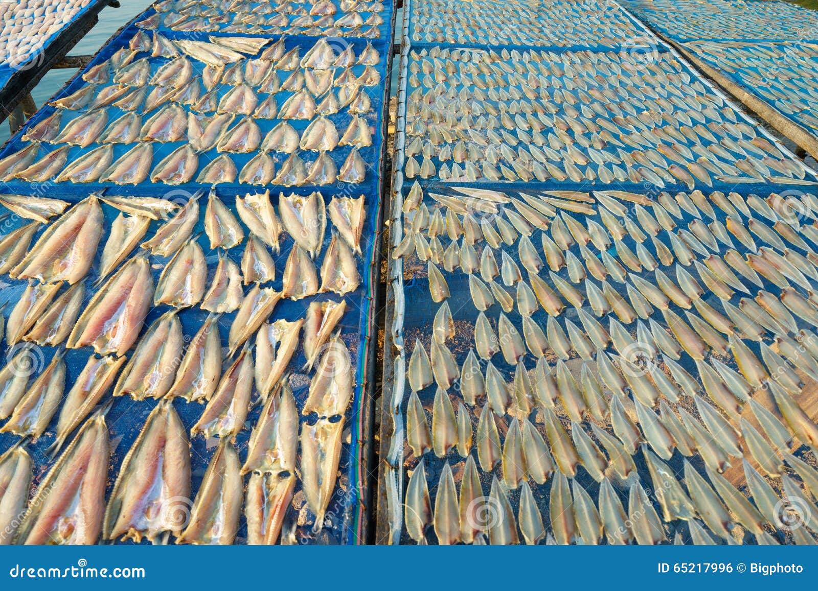 Dried fish on the net. stock photo. Image of cloudy, fishing - 65217996