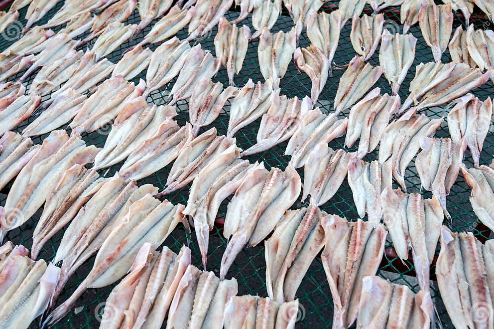 Dried Fish on the net. stock photo. Image of gourmet - 64601896