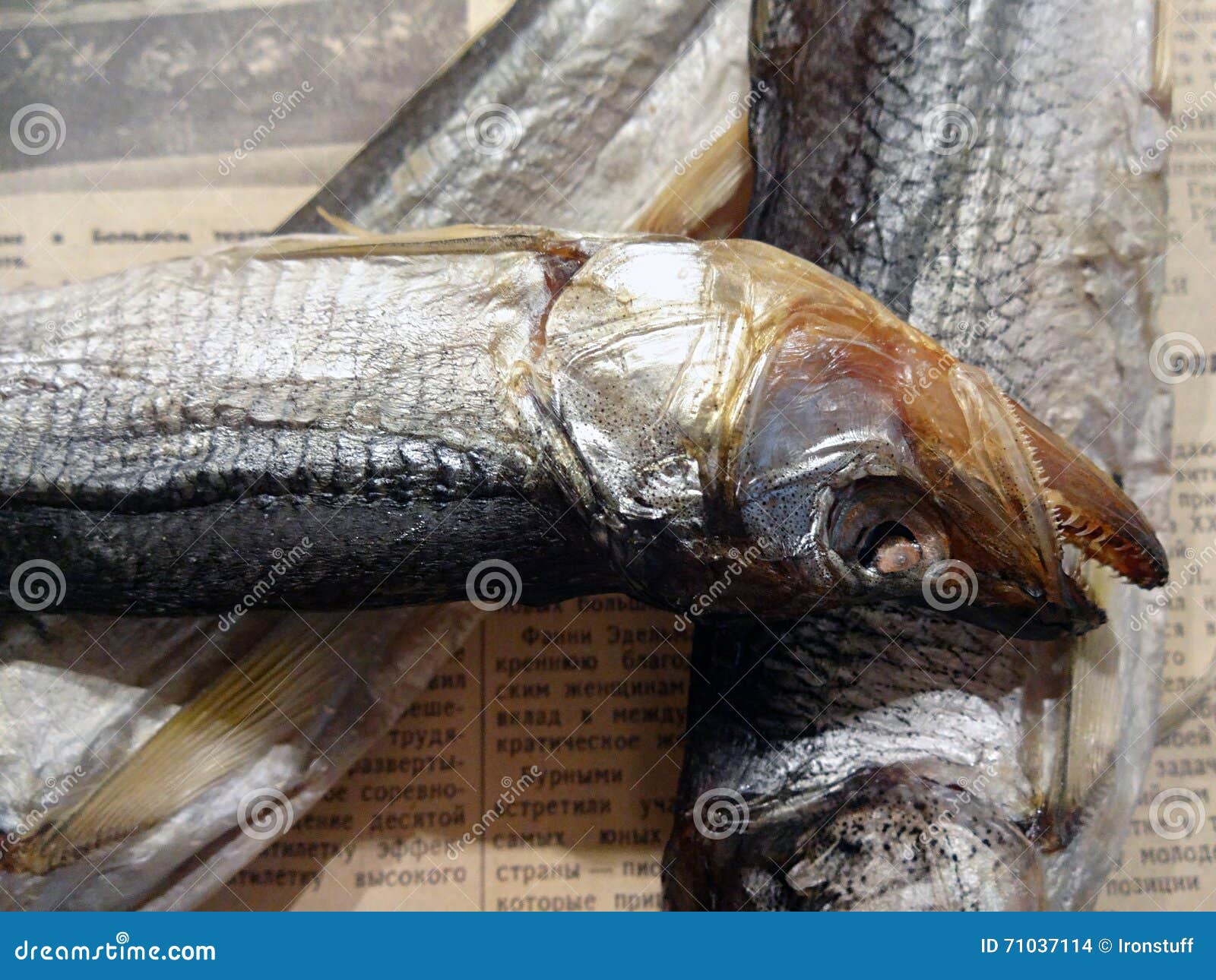 Dried fish on a newspaper stock photo. Image of dried - 71037114