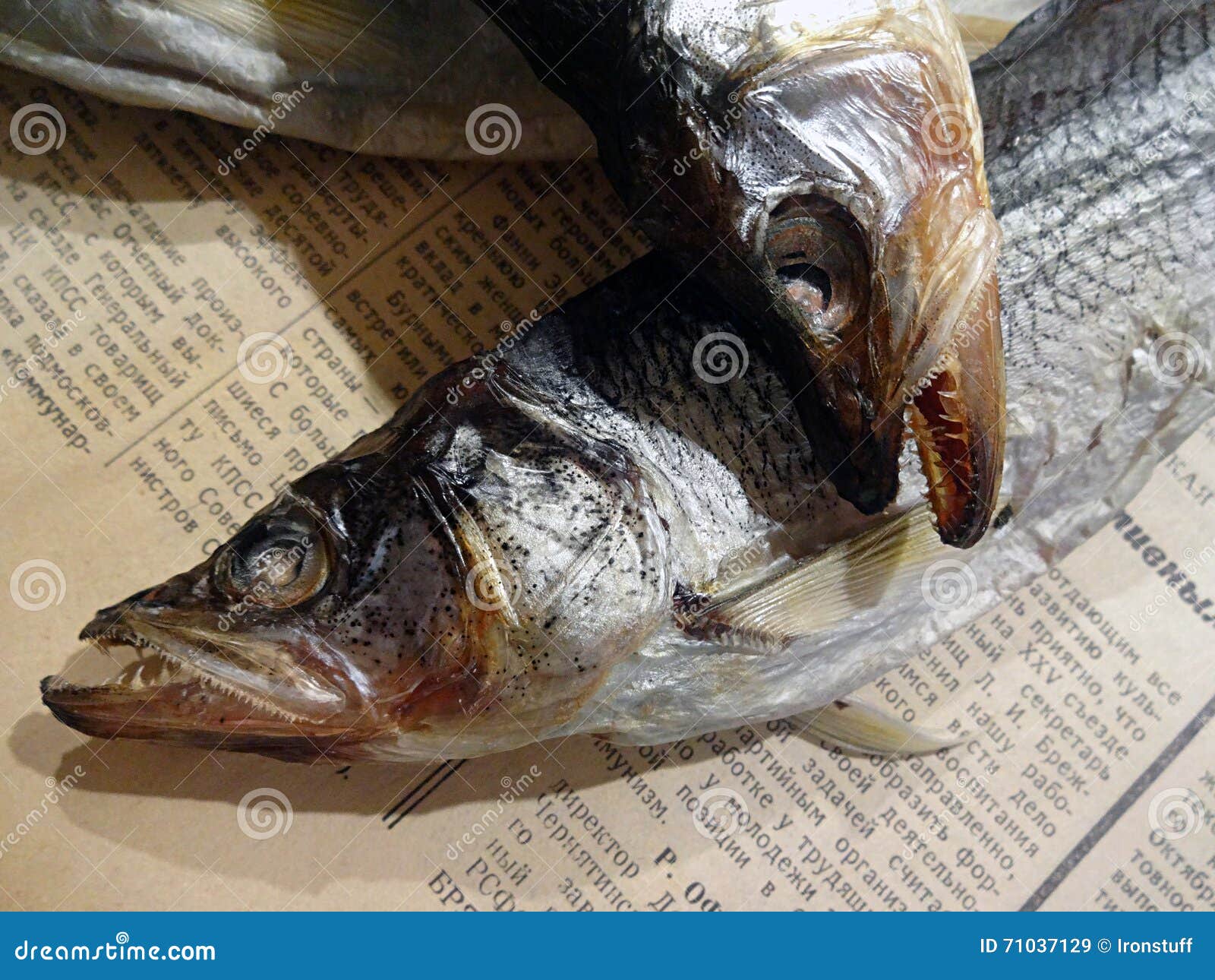 Dried fish on a newspaper editorial stock image. Image of fishing ...