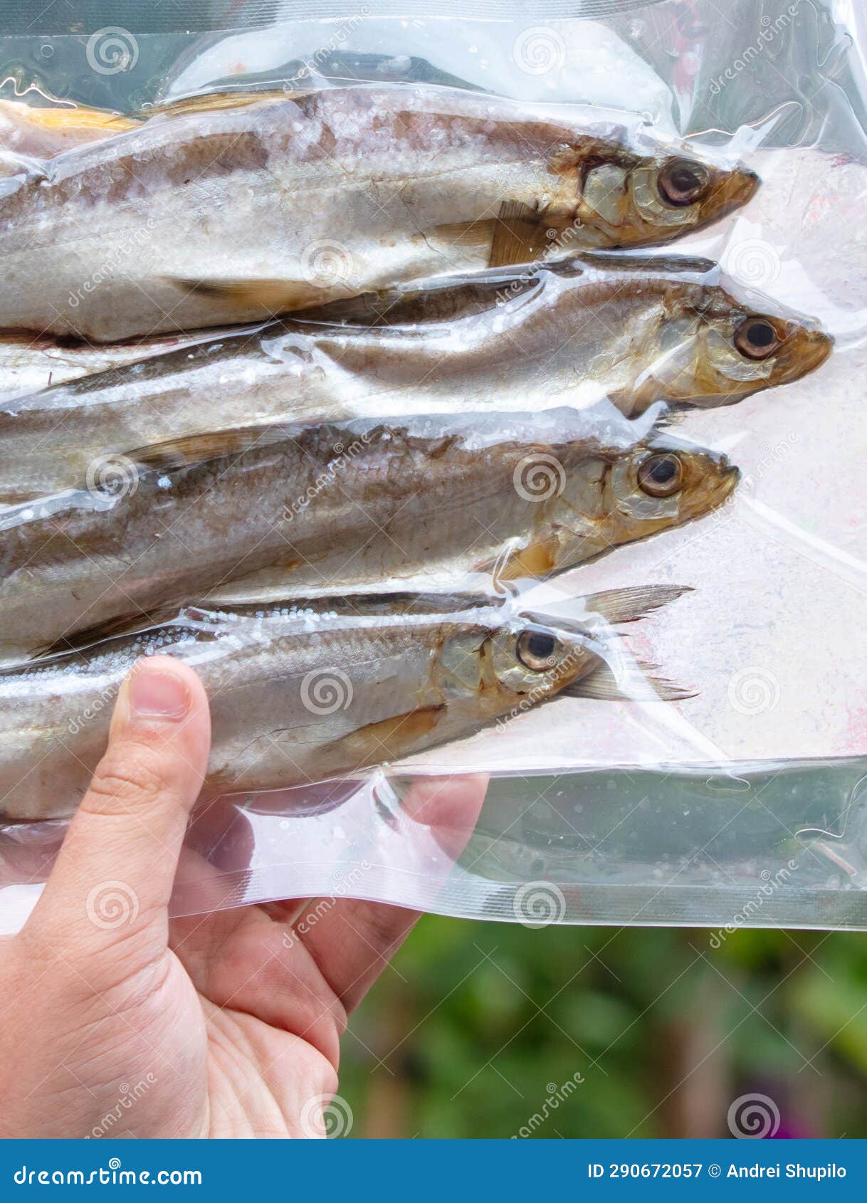 Dried Fish in a Package in Hand Stock Image - Image of factory, port ...