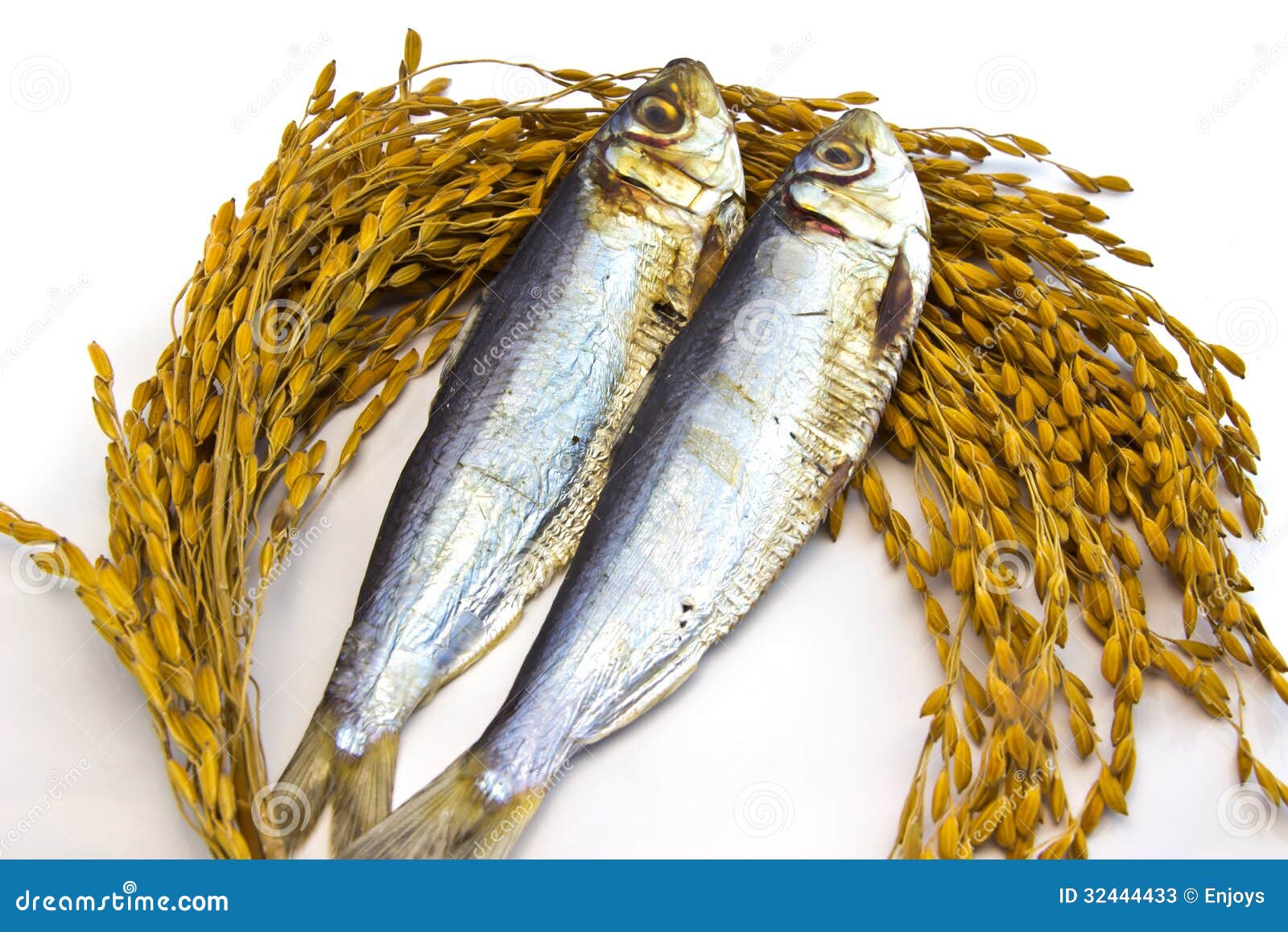 Dried Fish on Paddy Rice Isolated Stock Image - Image of equipment ...