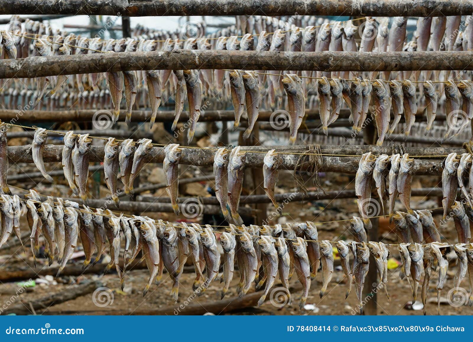 Dried fish stock photo. Image of asia, fish, sell, exotic - 78408414