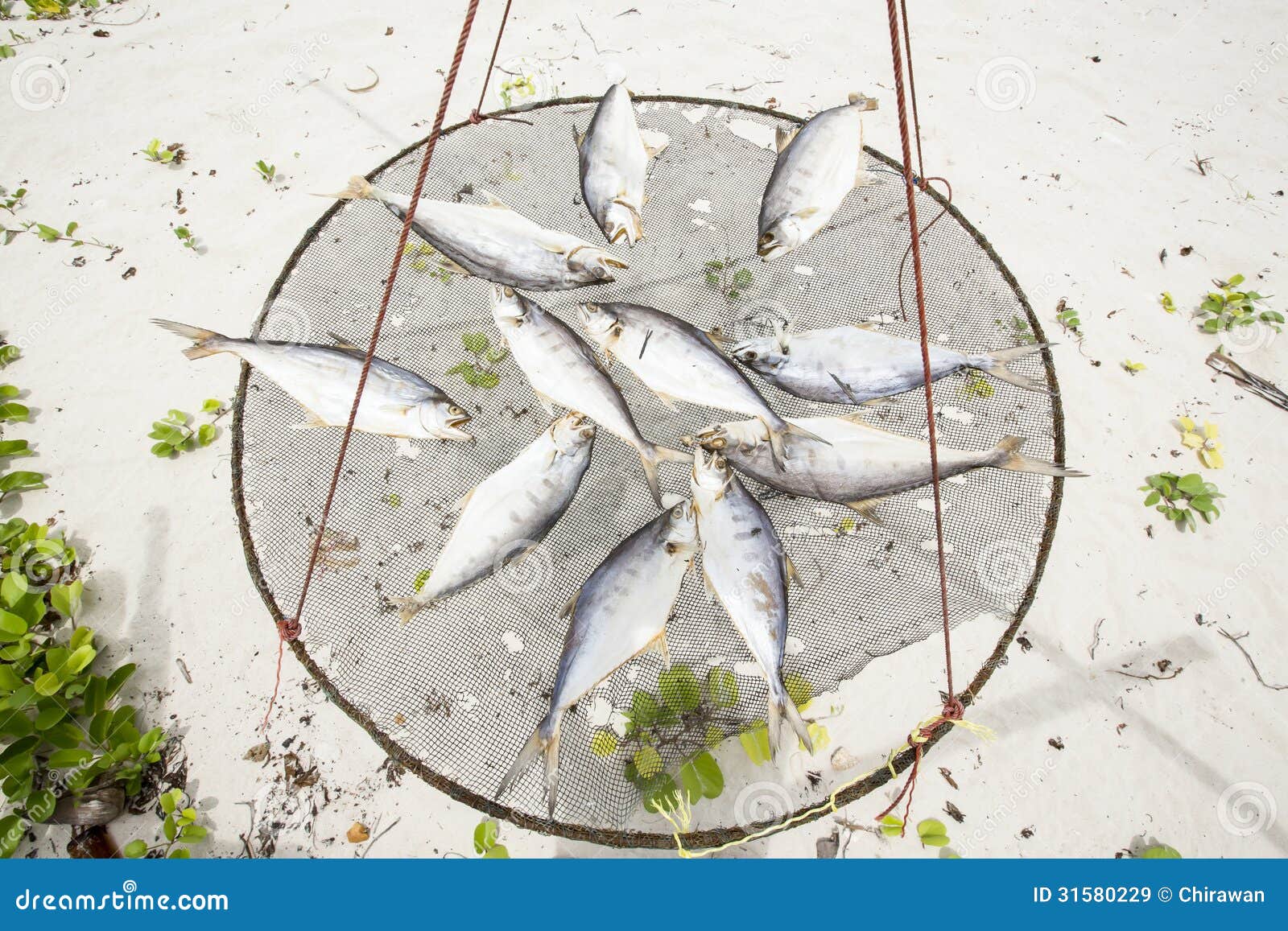 Dried Fish stock image. Image of traditional, food, preservation - 31580229