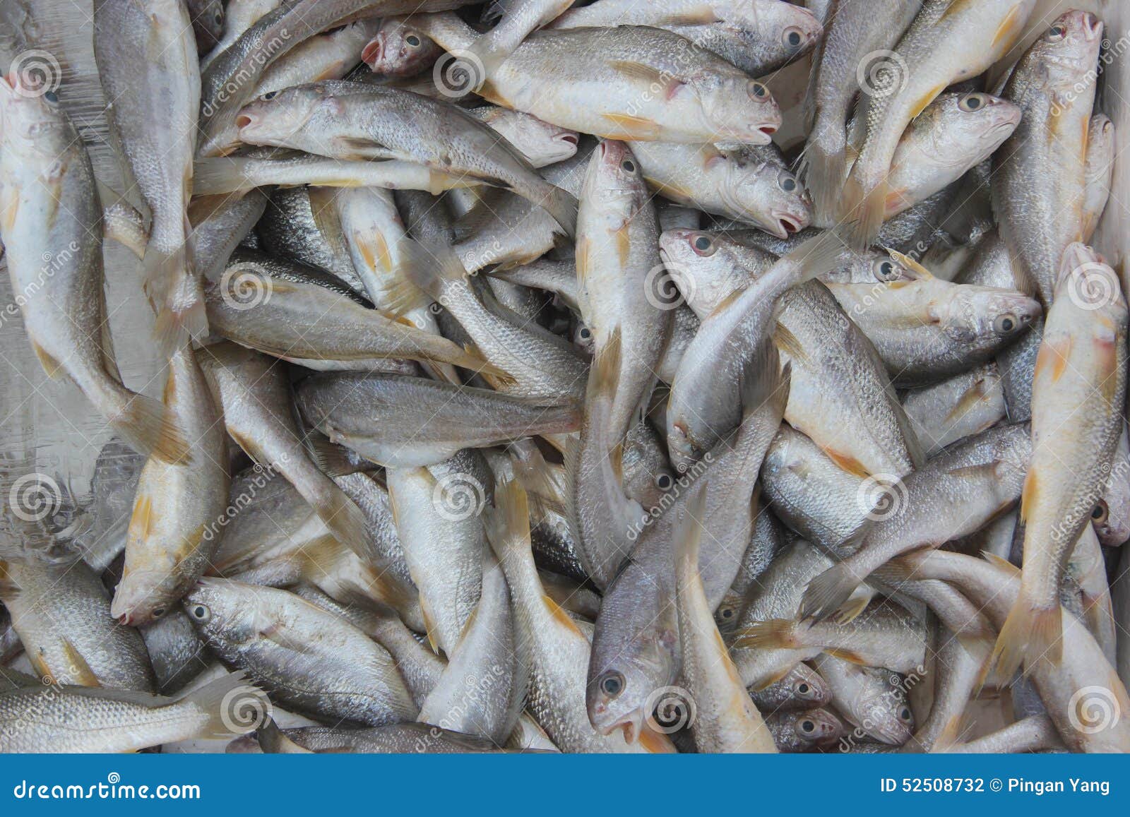 Dried fish stock photo. Image of dried, cooking, fully - 52508732