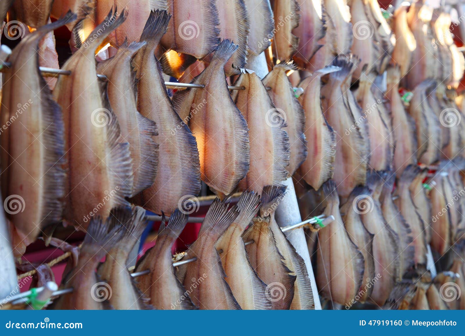 Dried Fish Under Sunlight in Hokkaido, Japan Stock Photo - Image of ...