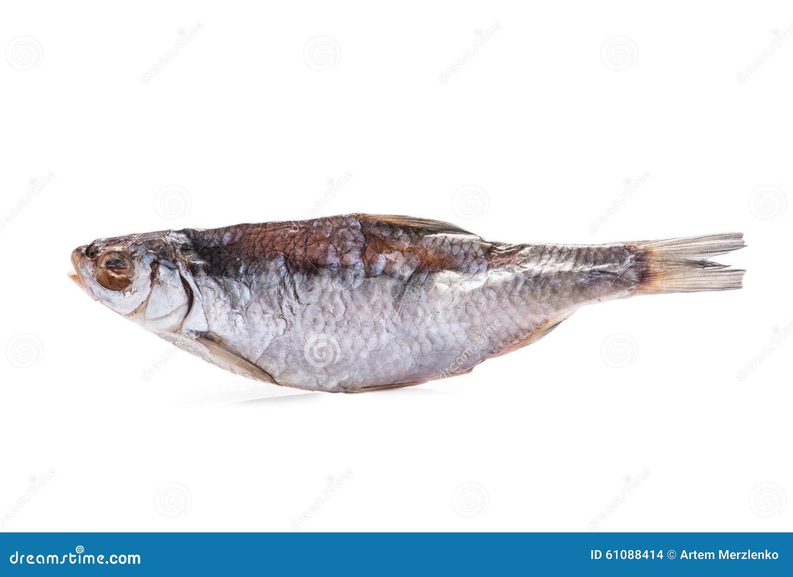 Dryed Single Fish Royalty-Free Stock Photography | CartoonDealer.com ...