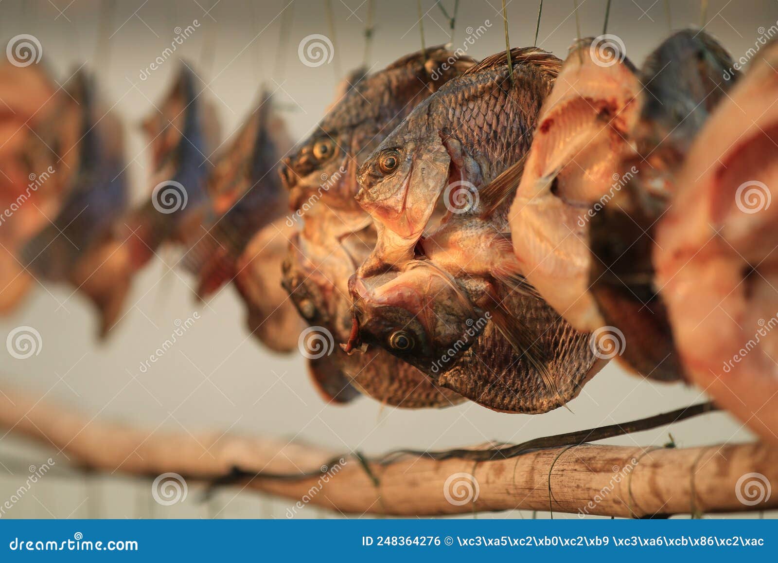 Dried fish stock photo. Image of meat, delicious, outdoors - 248364276