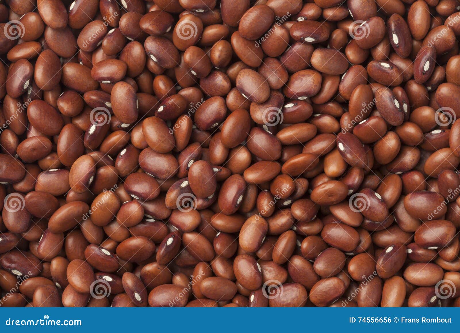 Dried Flor de mayo beans stock photo. Image of frame - 74556656