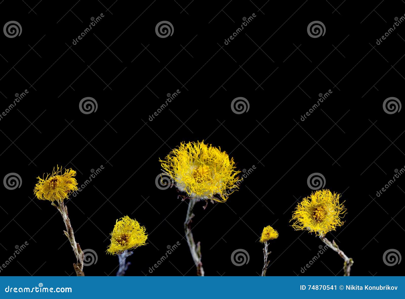 Dried flower on background stock image. Image of chrysanths - 74870541
