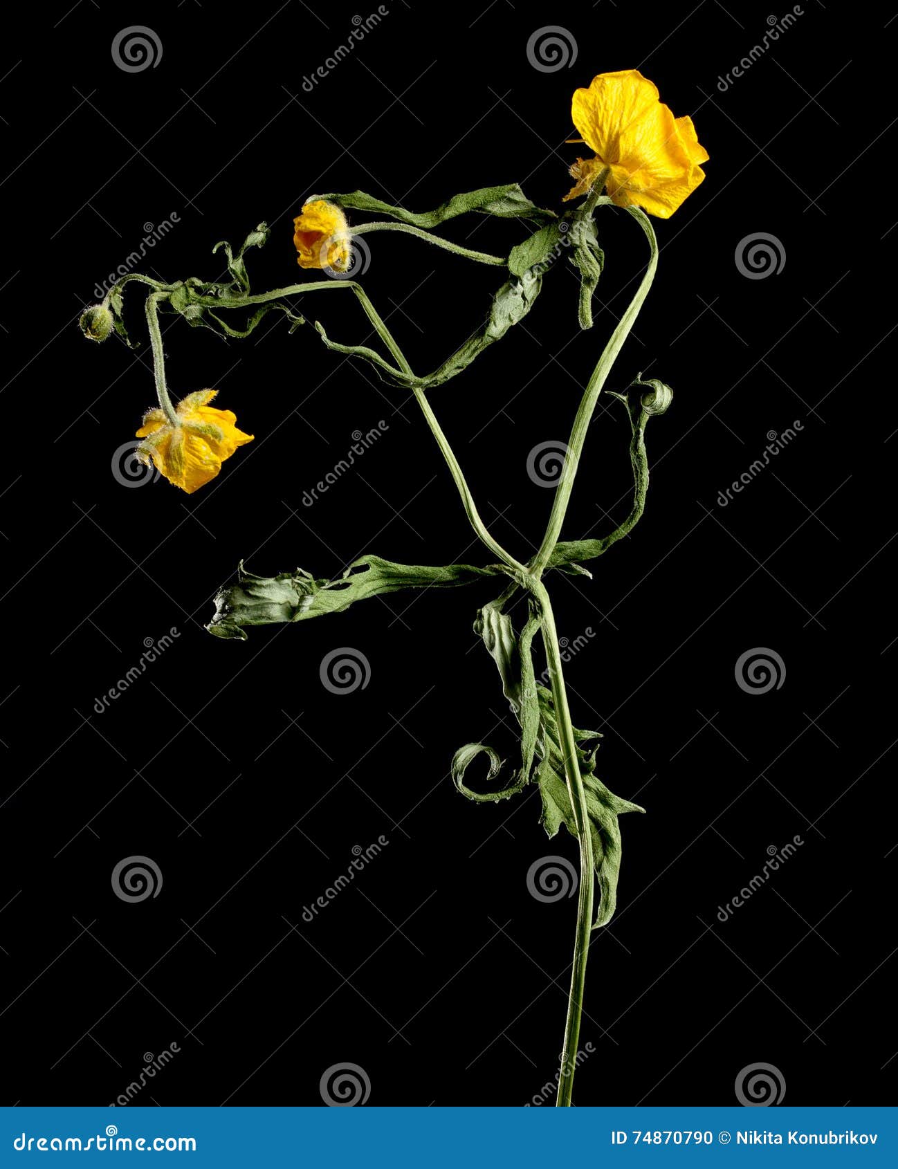 Dried flower on background stock photo. Image of dried - 74870790