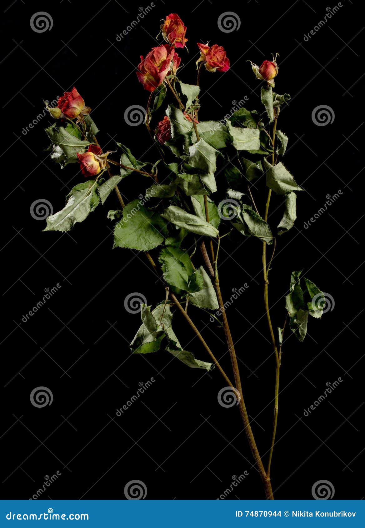 Dried flower on background stock photo. Image of plant - 74870944