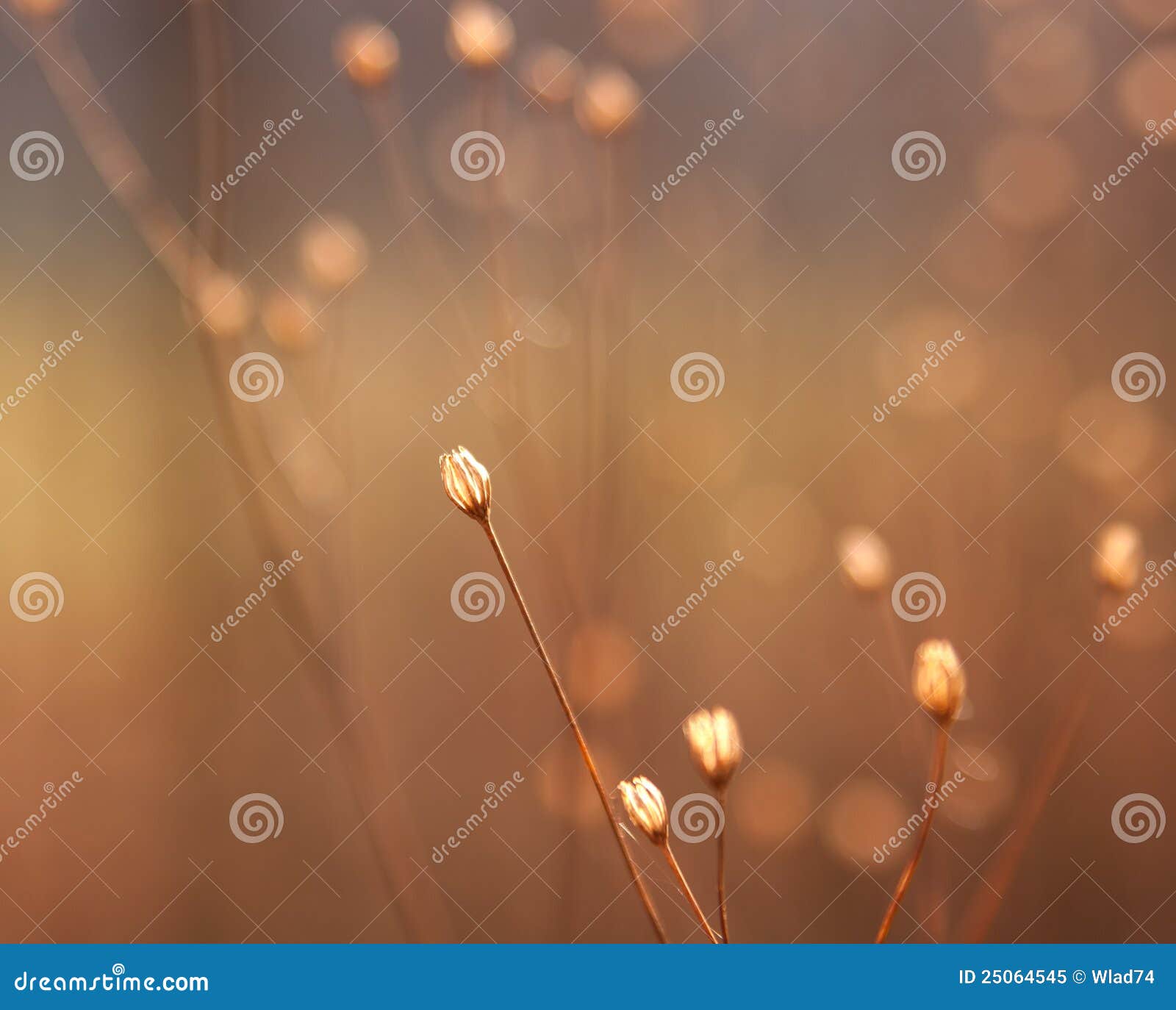 Dried Flower Buds of Weed in Sunshine Stock Image - Image of prairie ...