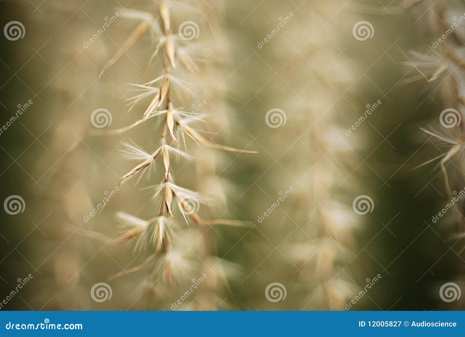 Dried Flower Husks stock image. Image of autumn, brown - 12005827