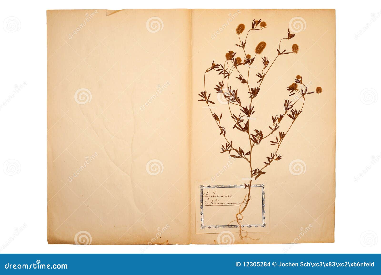 Dried Flower on Old, Gone Yellow Paper Stock Photo - Image of herbary ...