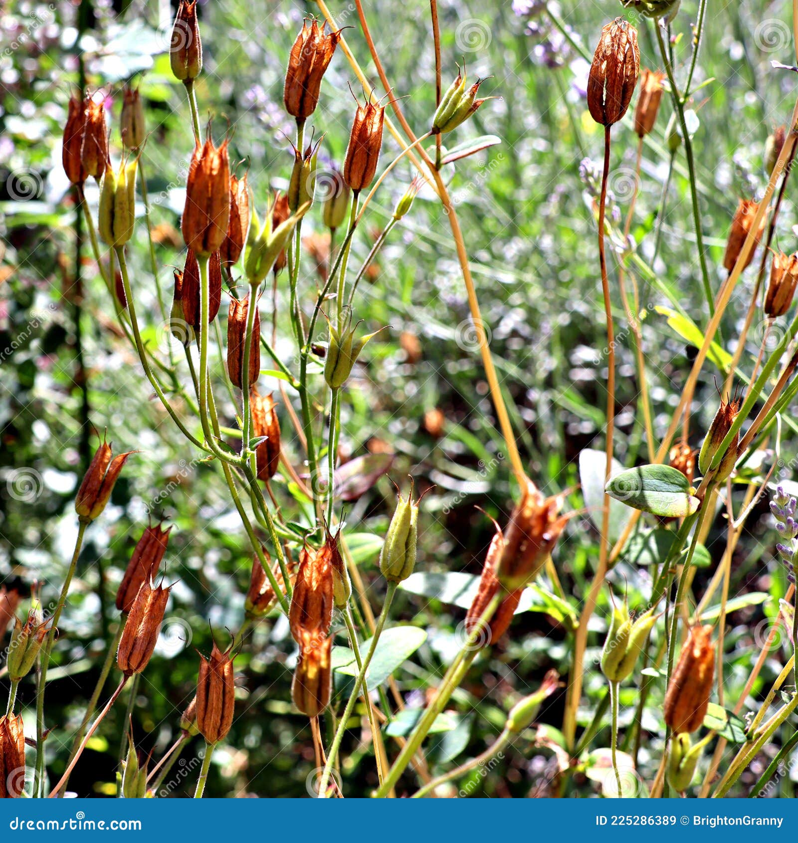 Dried flower seed pods stock image. Image of stalk, gardening - 225286389