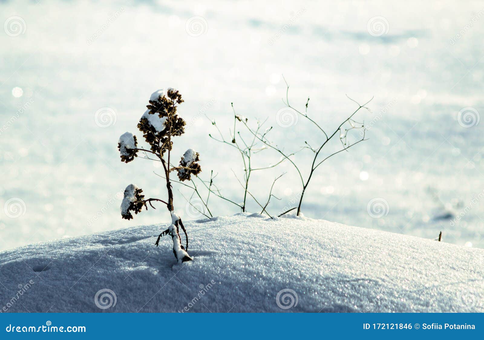 Dried Flower in a Snowdrift Close Up Stock Photo - Image of climate ...