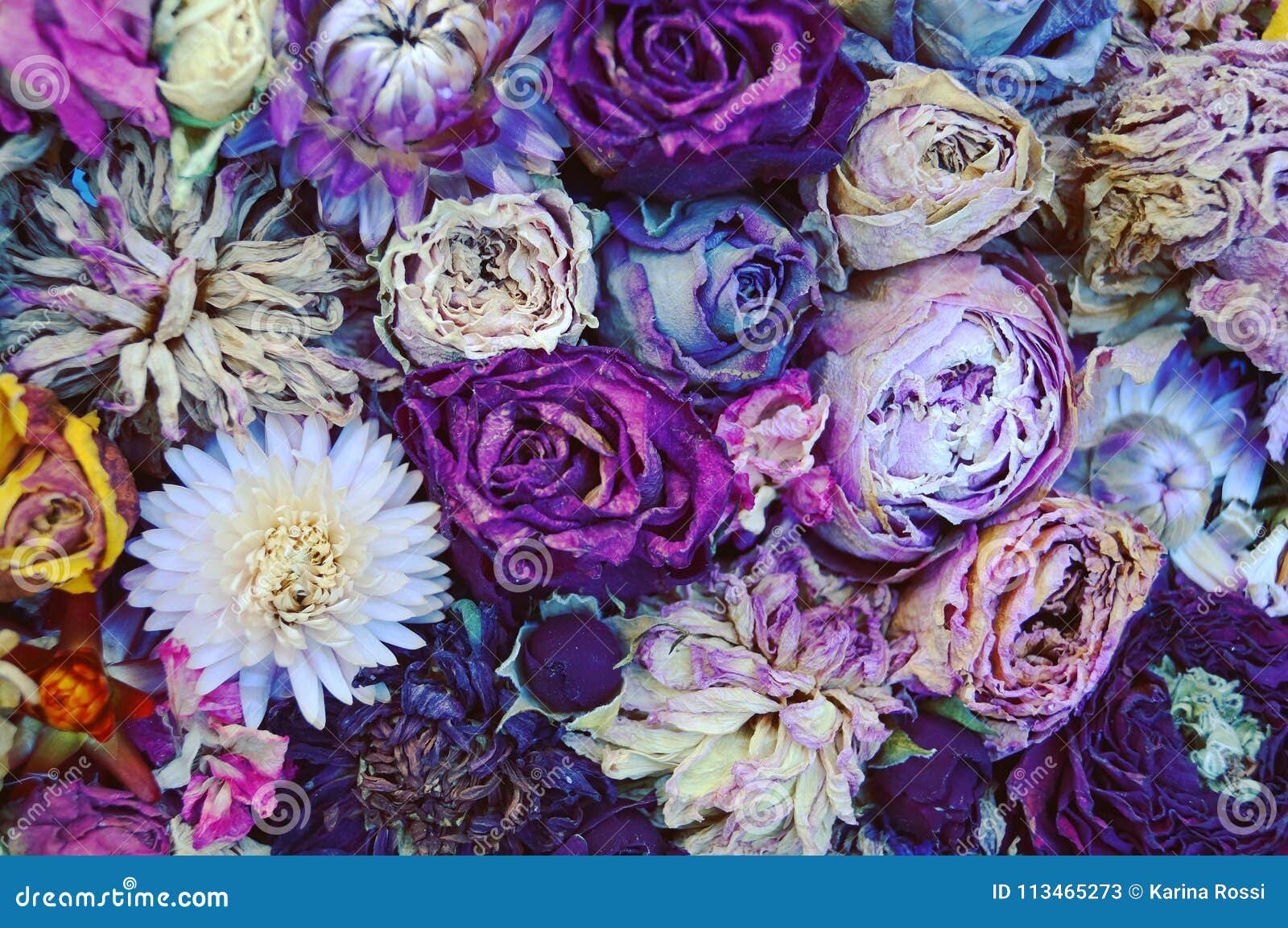 Dried flowers stock image. Image of nature, floral, dried - 113465273