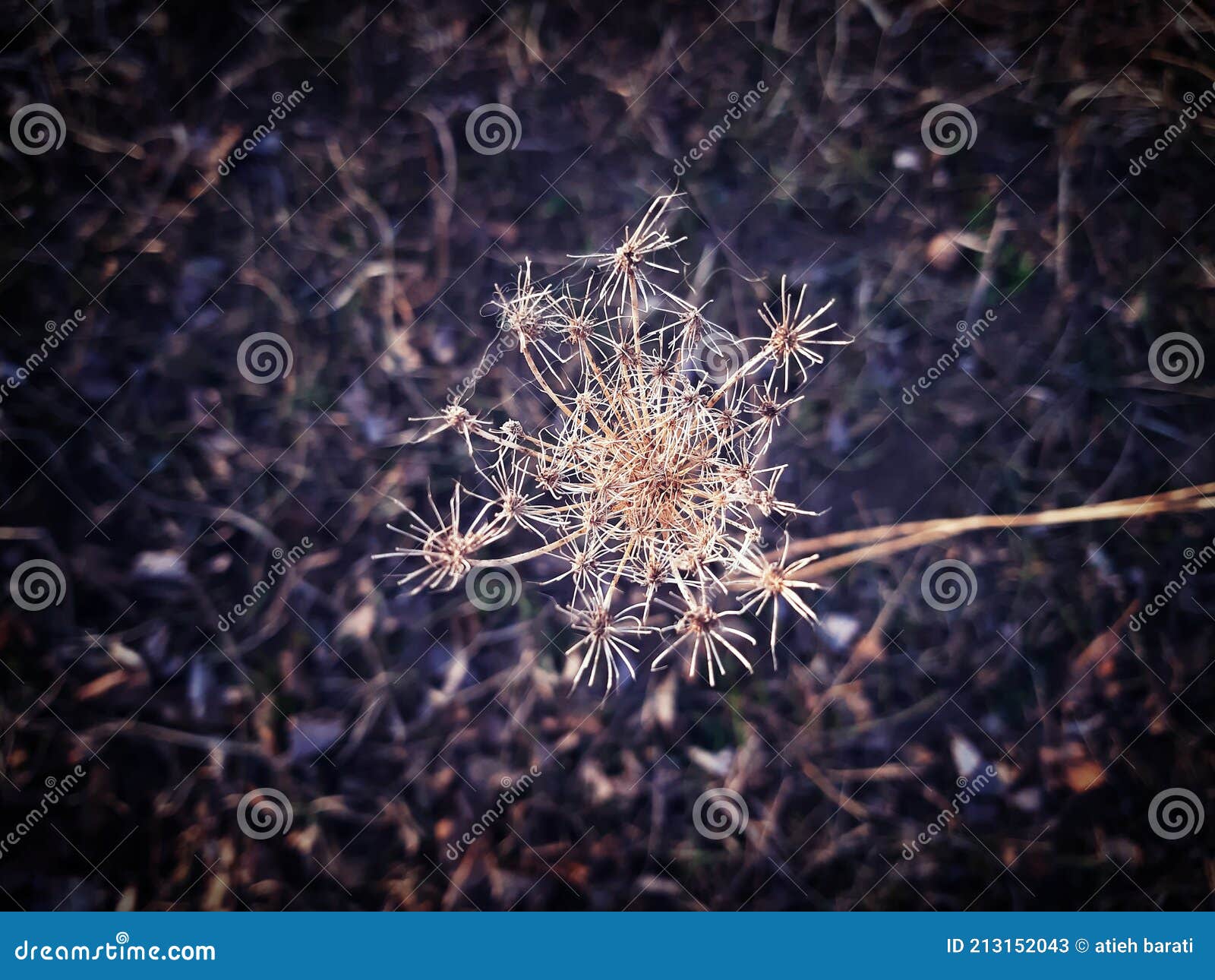 Dried flowers in nature stock image. Image of wildflower - 213152043